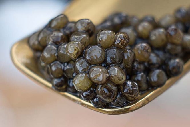 AKI Caviar und Louis XIII – SCHMACKOFATZO